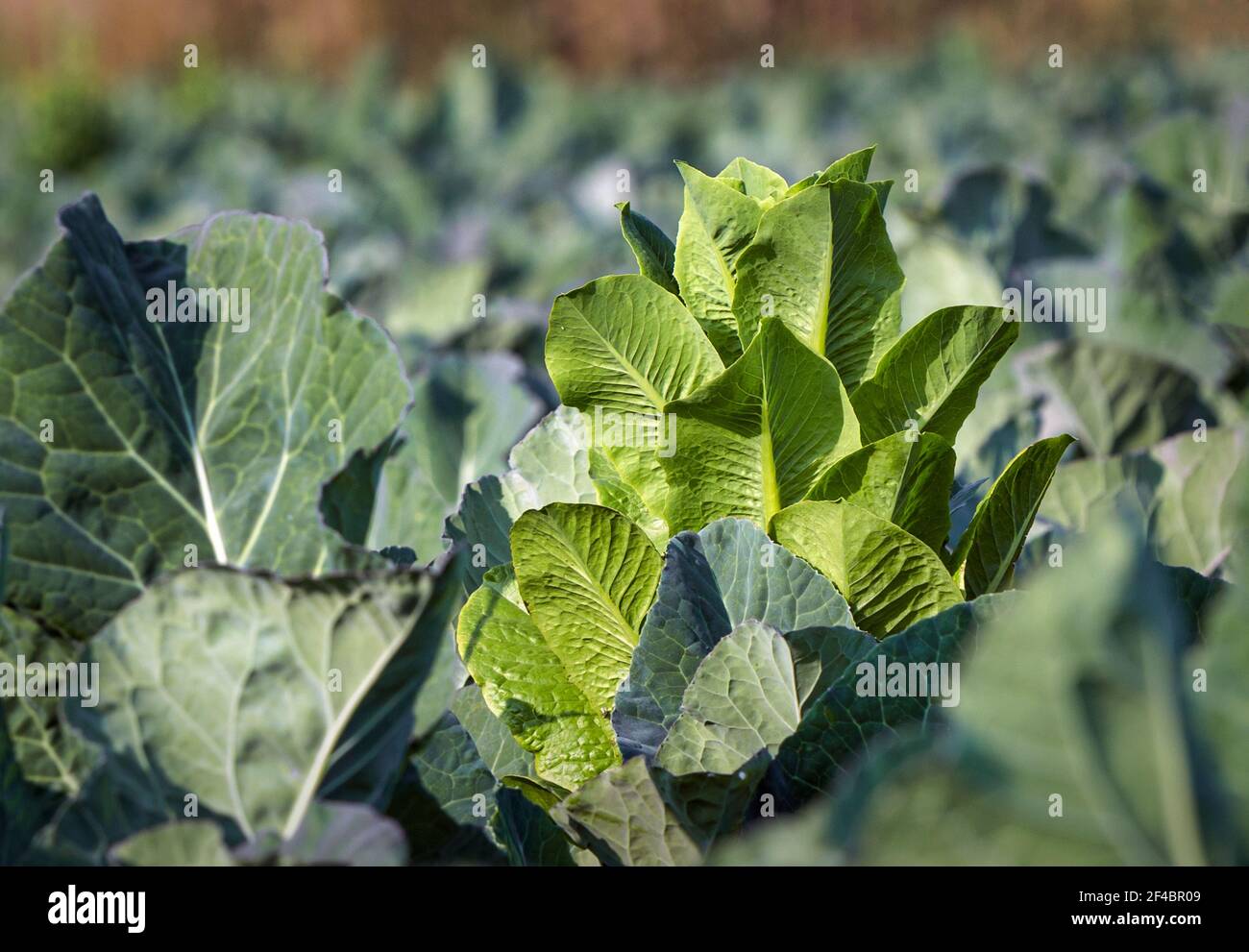 Fresh green Cabbage growing close together in the farm field at Dammam ...