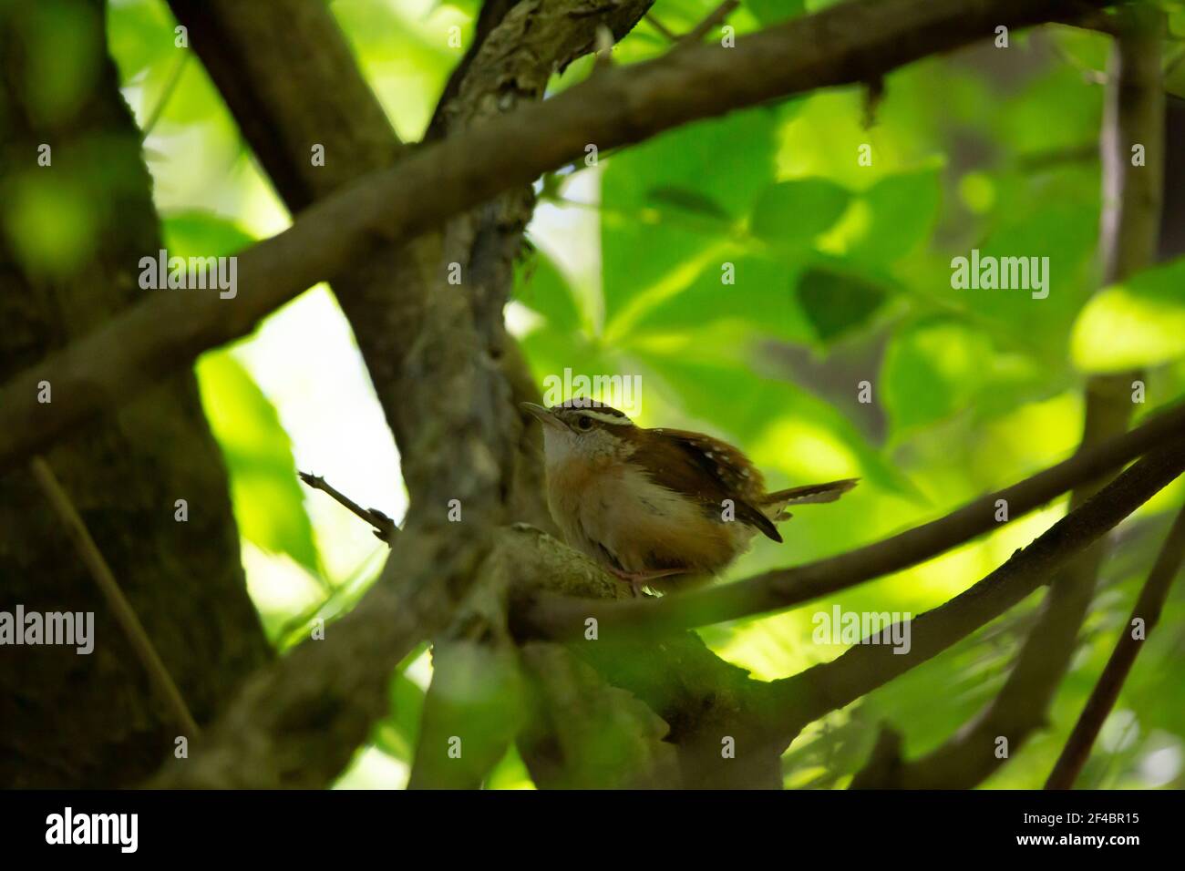 Carolina wren (Thryothorus ludovicianus) with feathers fluffed up in a ...