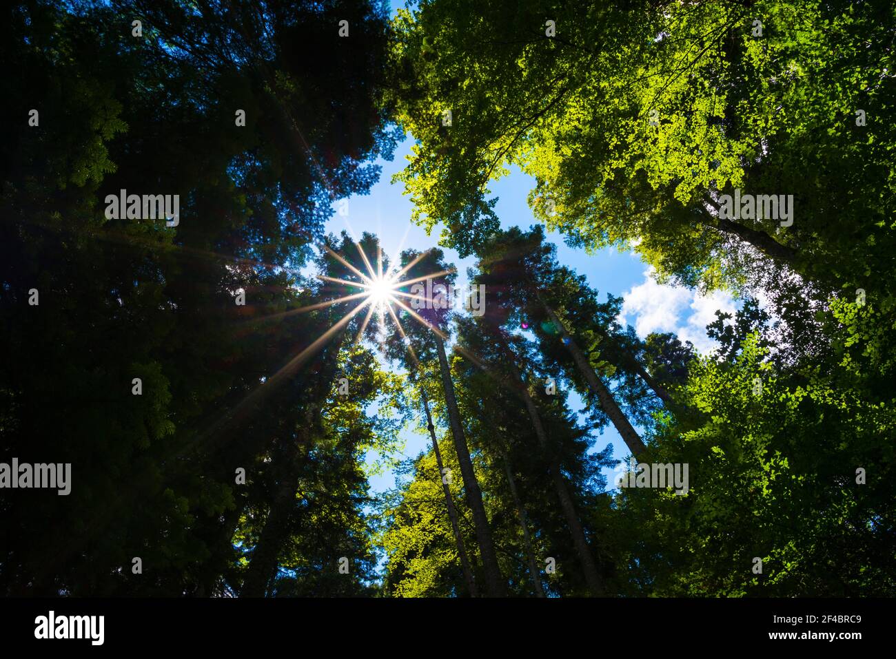 landscape in the summer Stock Photo - Alamy