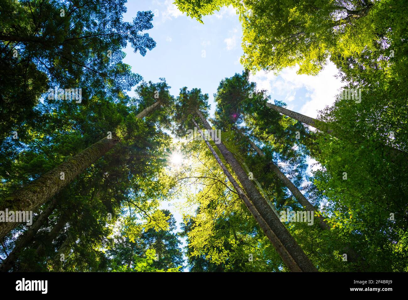 landscape in the summer Stock Photo - Alamy