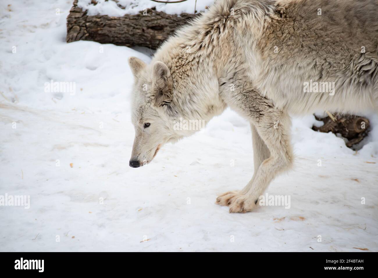 Portrait of a white arctic wolf in the winter forest. An old wolf with ...