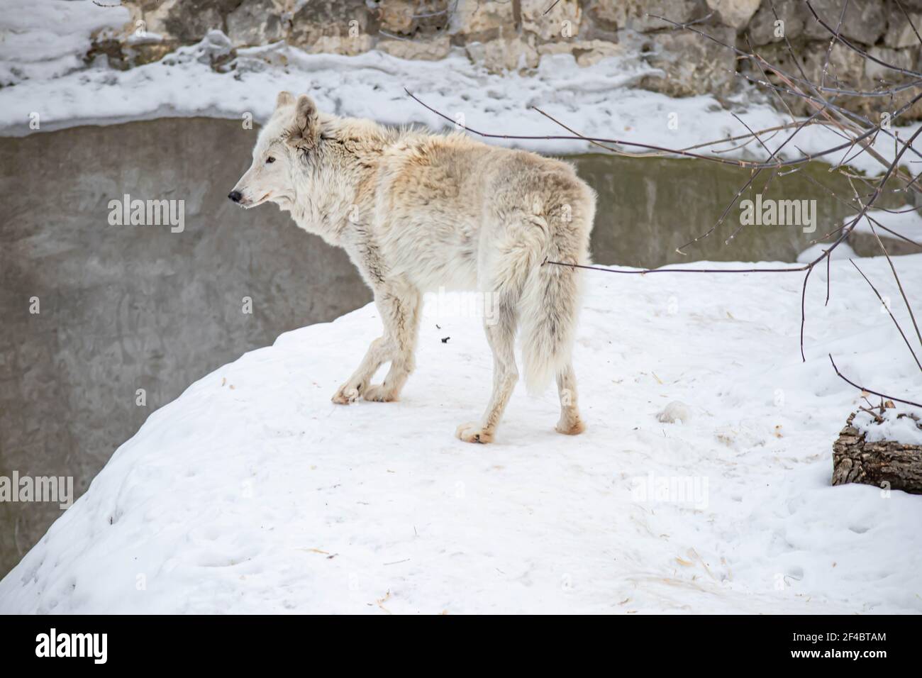 Portrait of a white arctic wolf in the winter forest. An old wolf with ...