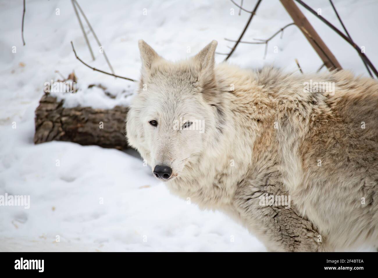 Portrait of a white arctic wolf in the winter forest. An old wolf with ...