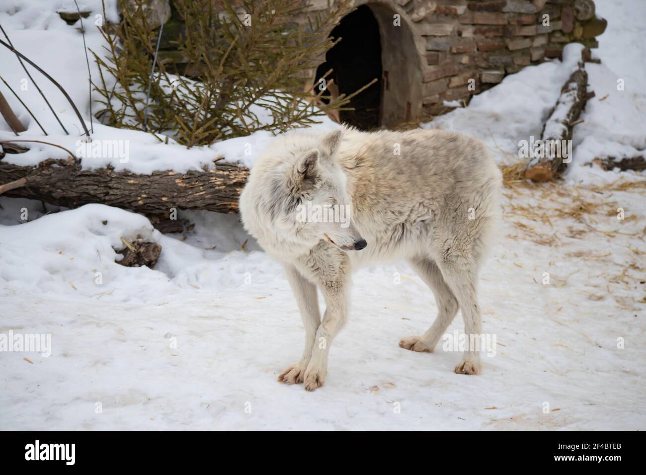 Arctic Wolf In Forest Howling High Resolution Stock Photography and ...