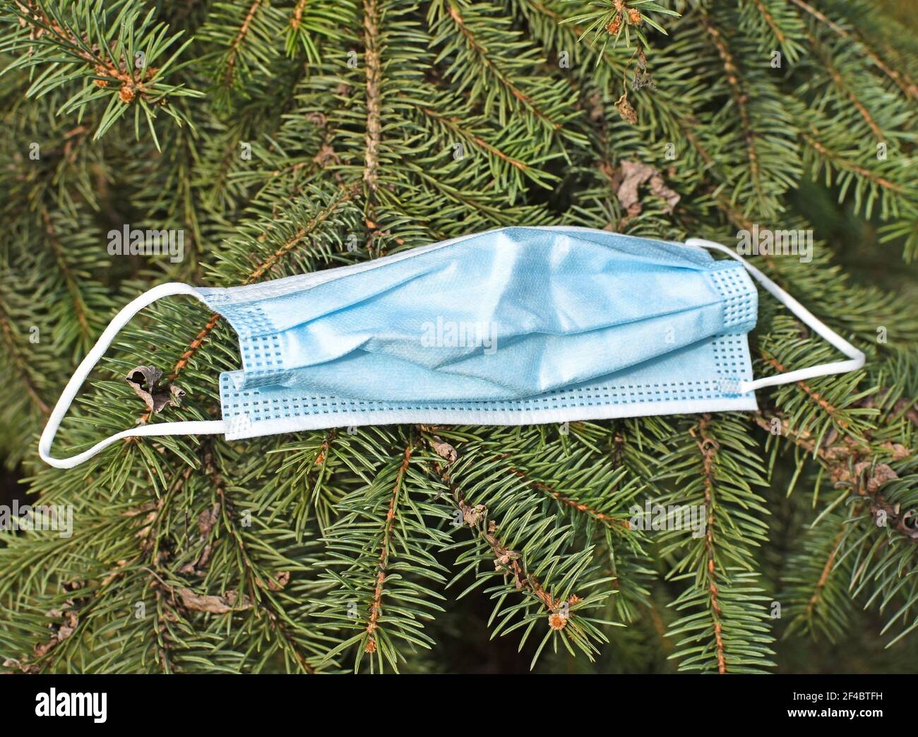 Surgical facemask on a pine tree Stock Photo - Alamy