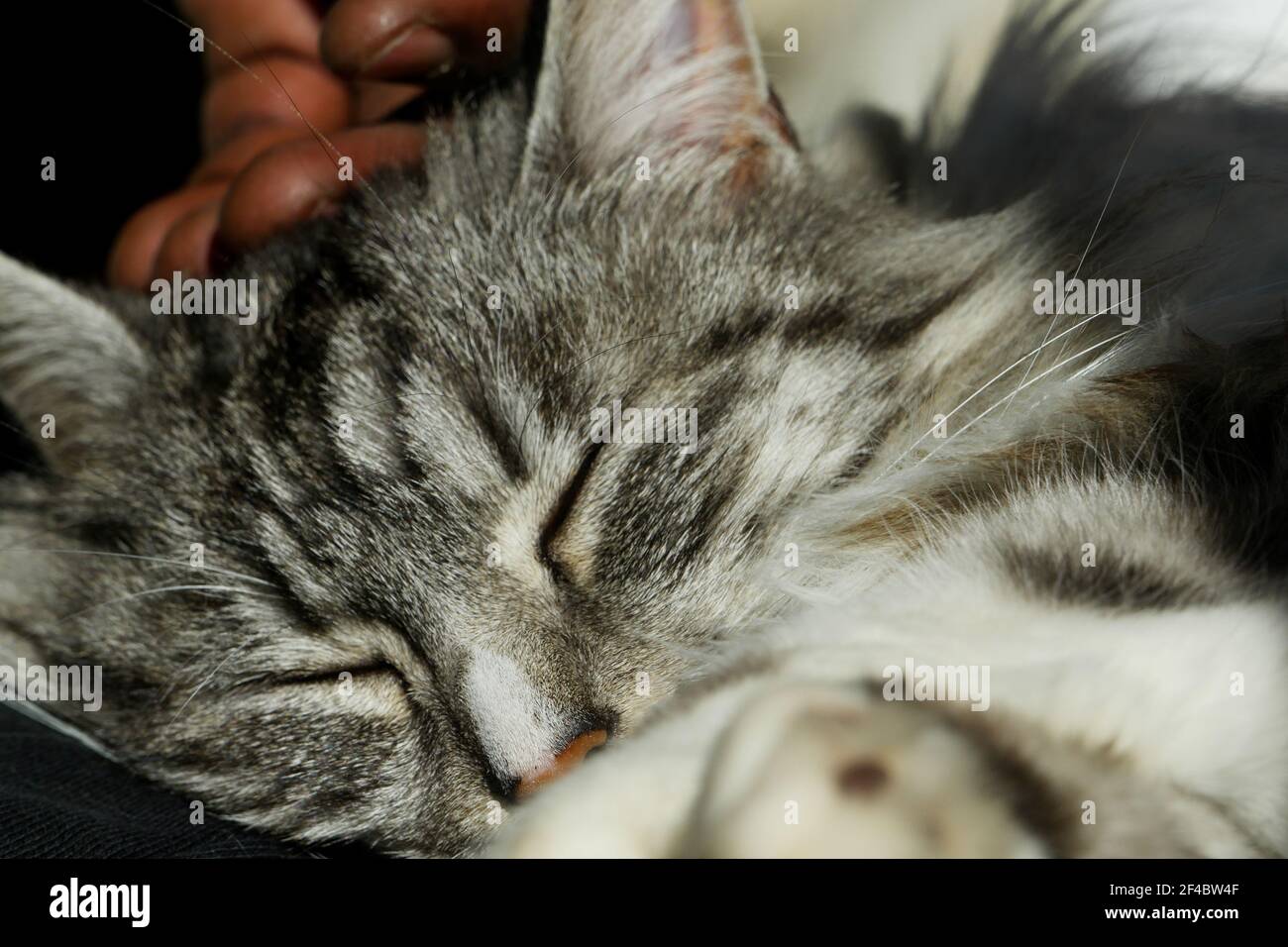 Stock de photo de chat hi-res stock photography and images - Alamy