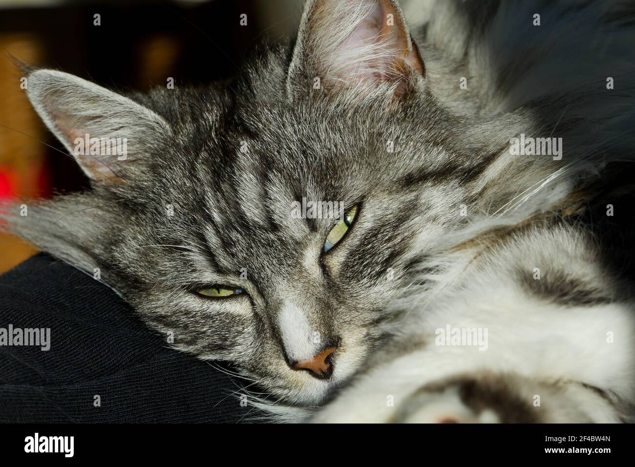 European domestic cat, Lyon, France Stock Photo - Alamy