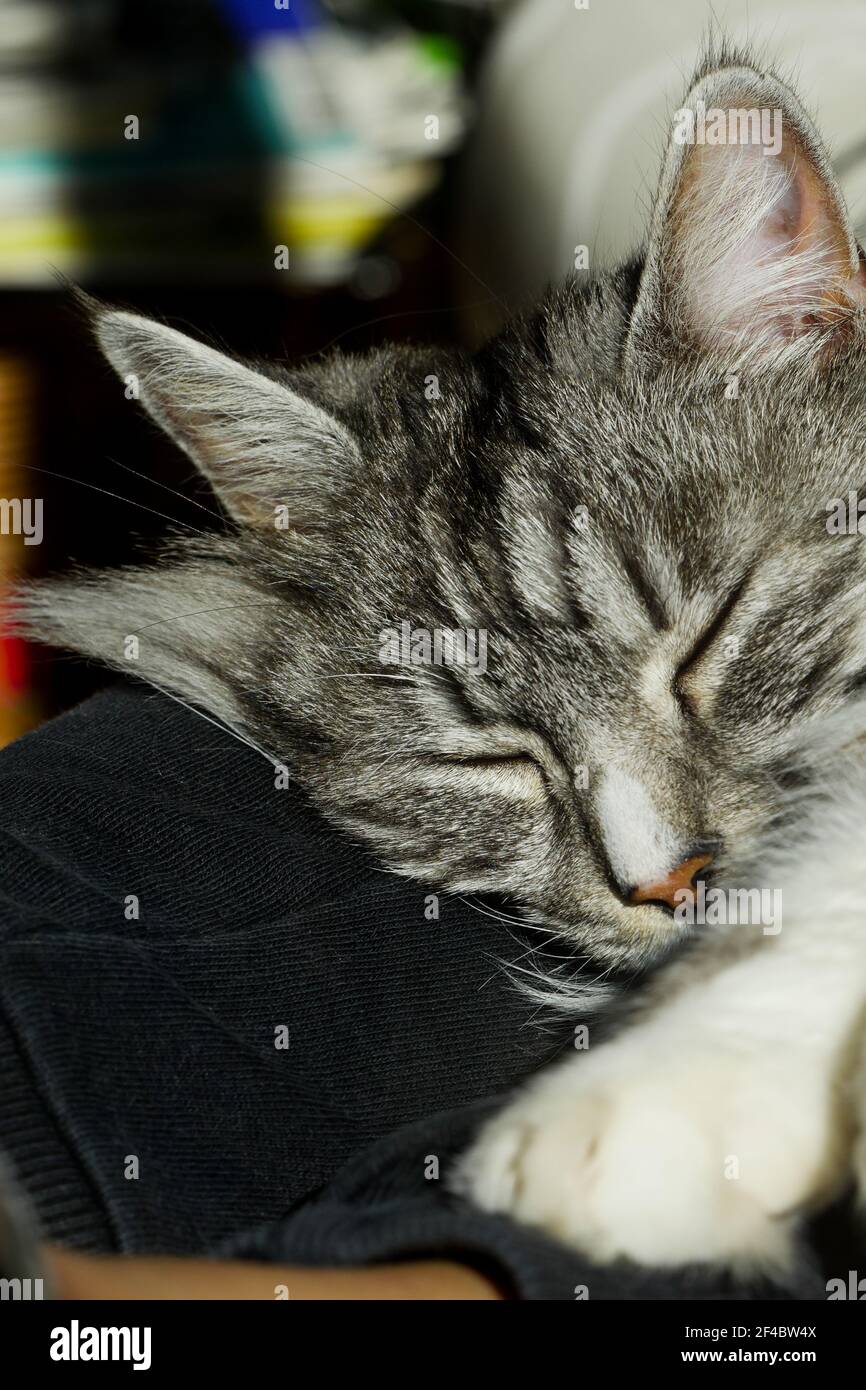 European domestic cat, Lyon, France Stock Photo - Alamy