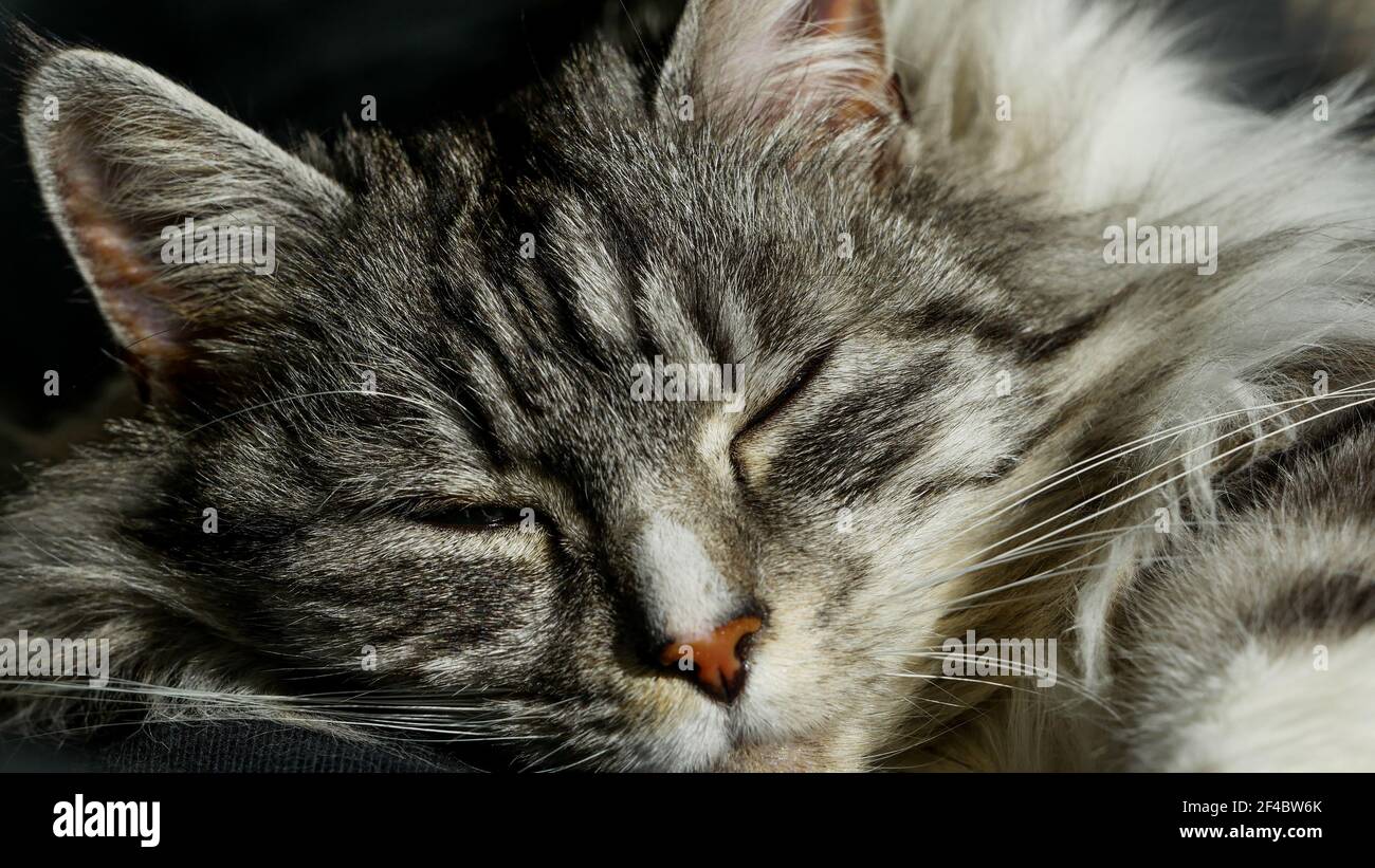 European domestic cat, Lyon, France Stock Photo - Alamy
