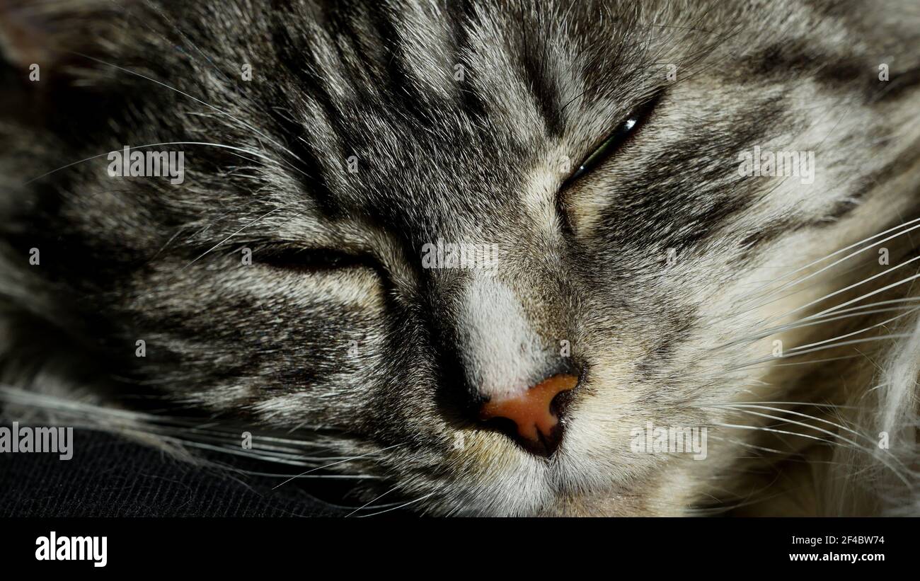 Stock de photo de chat hi-res stock photography and images - Alamy