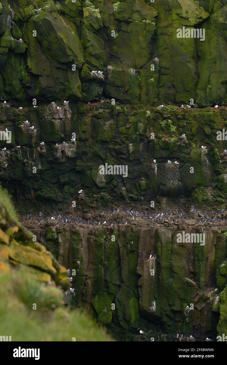 Látrabjarg seabird cliff in the Westfjords of Iceland - the largest ...