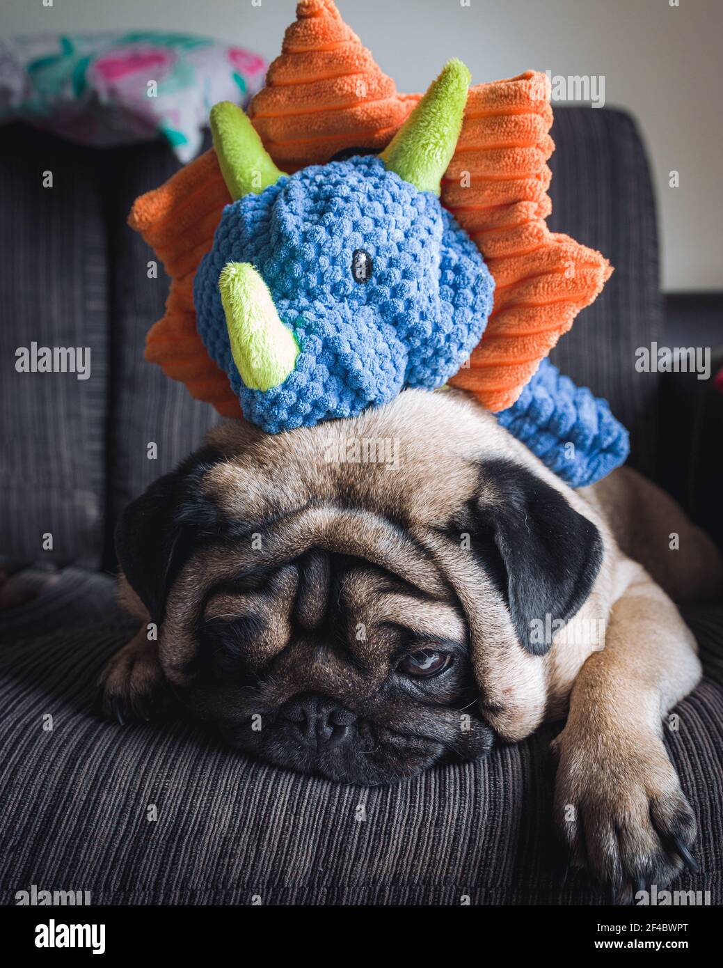 Pugs face hi-res stock photography and images - Alamy