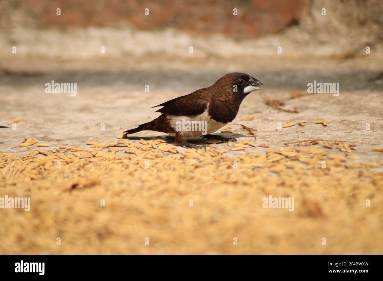 Bird eating rice on the open field photo capture at Dhaka, Bangladesh ...