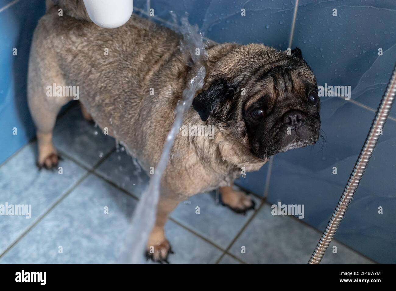 Kids dog bath hi-res stock photography and images - Alamy