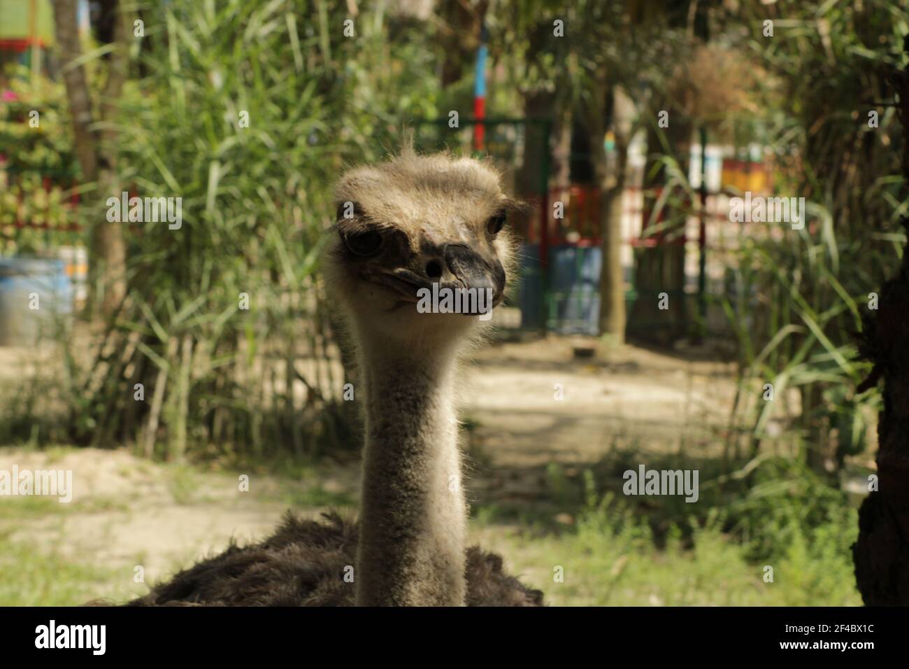 Wonderful animal photo capture from Zoo Park at Dhaka, Bangladesh Stock ...