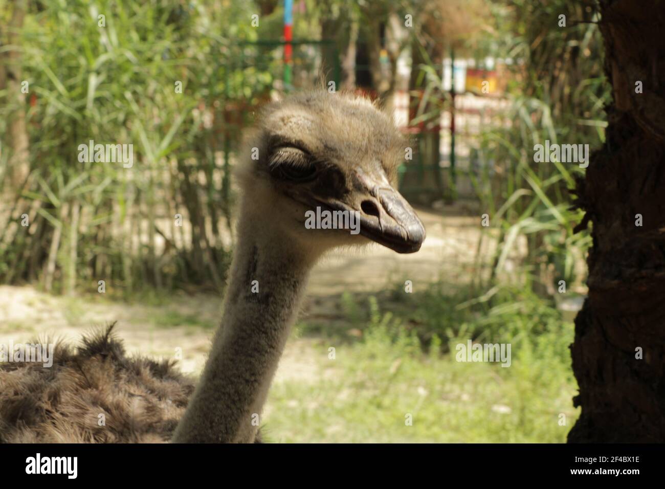Wonderful animal photo capture from Zoo Park at Dhaka, Bangladesh Stock ...
