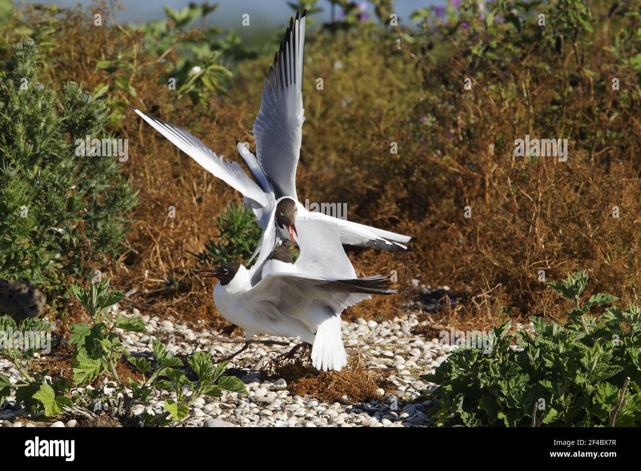 Gull breeding site hi-res stock photography and images - Alamy