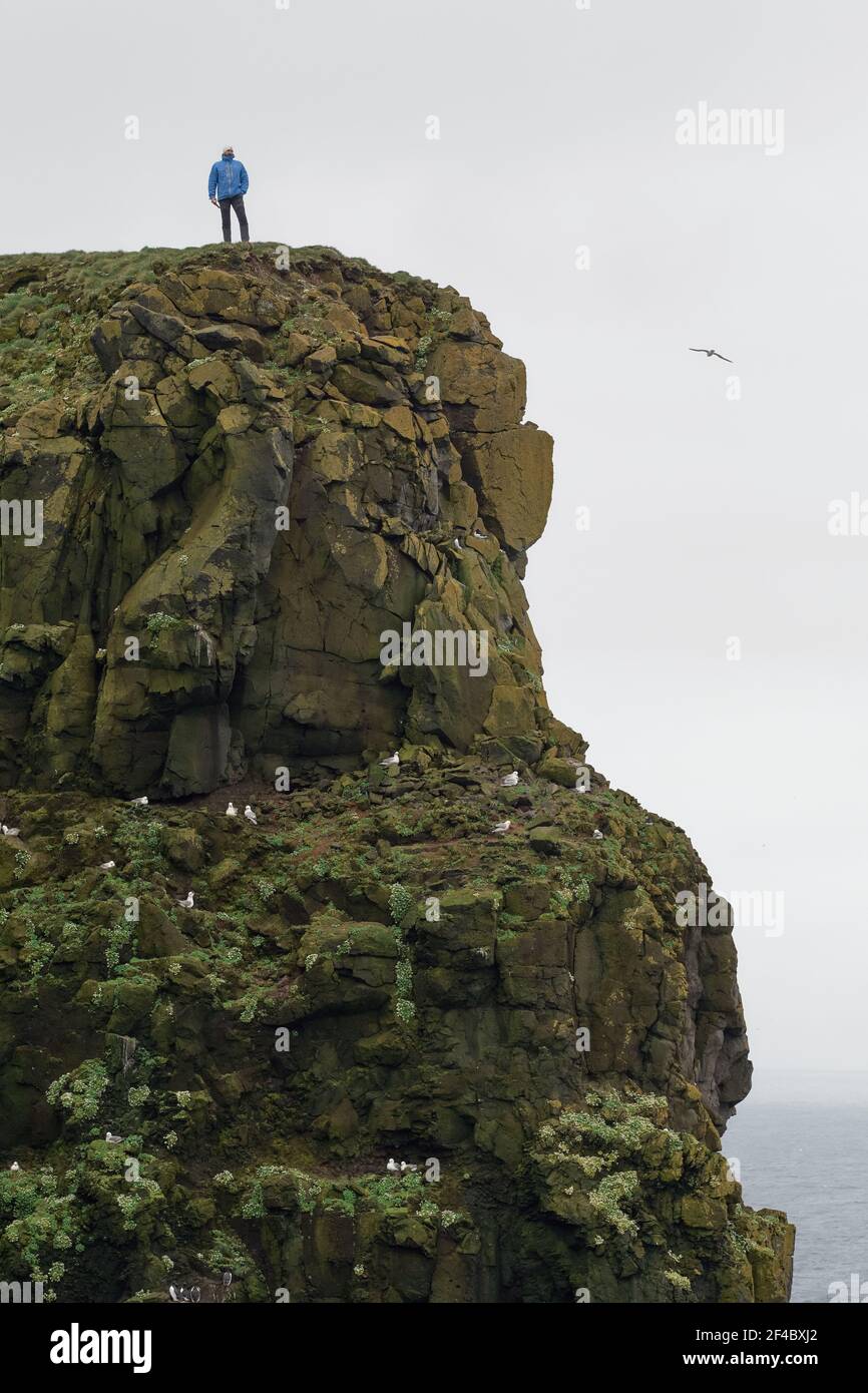 Látrabjarg seabird cliff in the Westfjords of Iceland - the largest ...