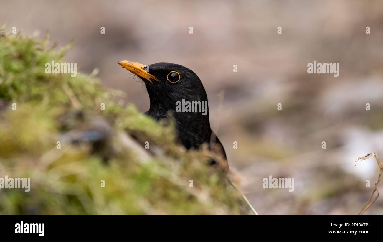 bird, natur, wild lebende tiere, tier, spatz, schnabel, wild, feather ...