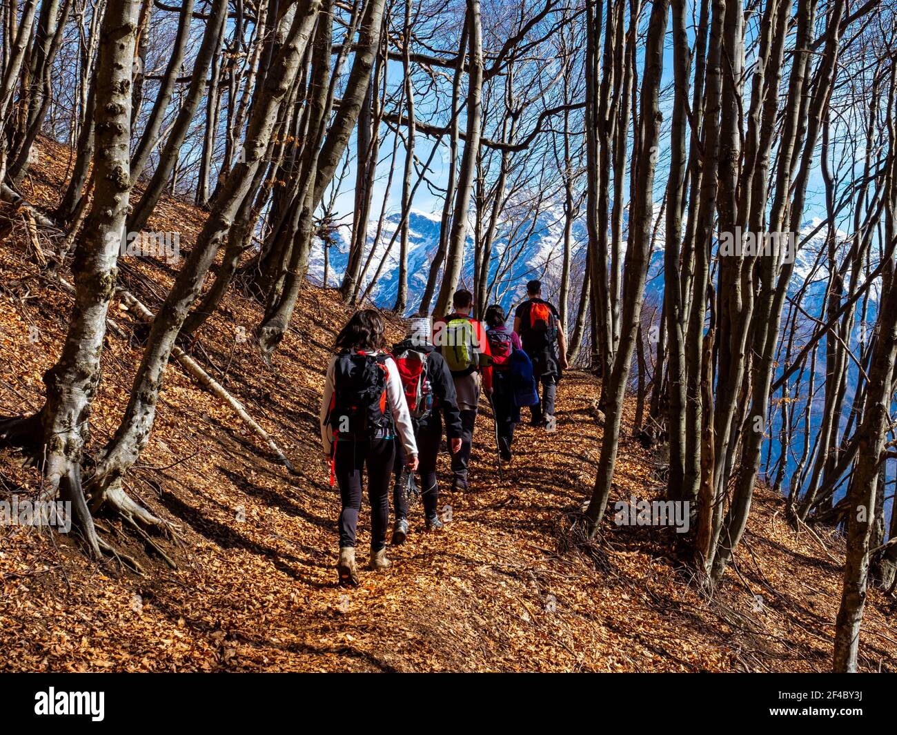 Woodland expedition hi-res stock photography and images - Alamy