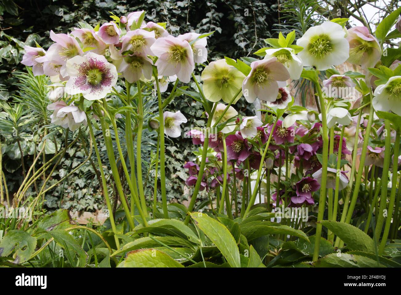 Mixed hellebores hi-res stock photography and images - Alamy