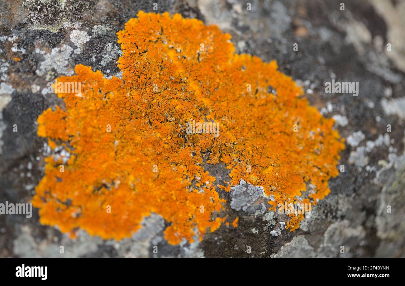 Bright yellow orange Caloplaca marina aka Orange Sea Lichen on rock ...