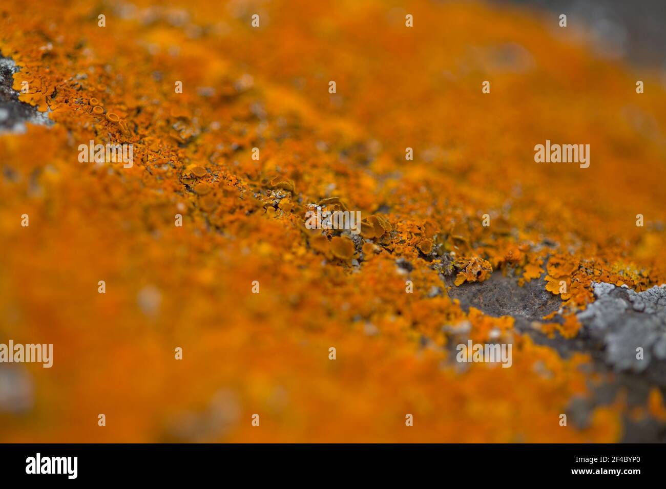 Bright yellow orange Caloplaca marina aka Orange Sea Lichen on rock ...