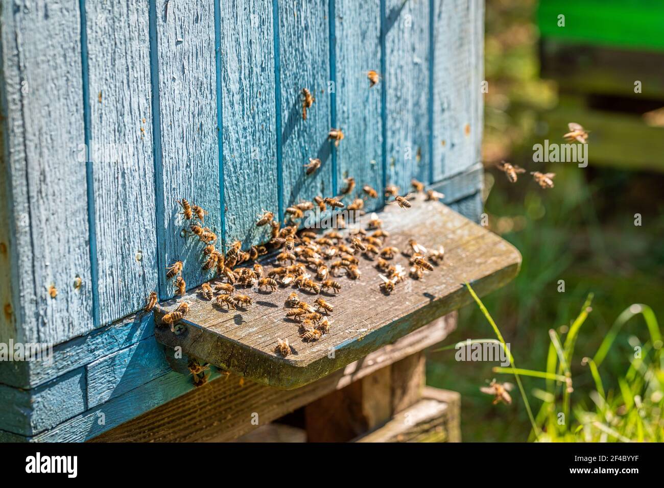 Wooden apiary in countryside. Production of ecological honey ...