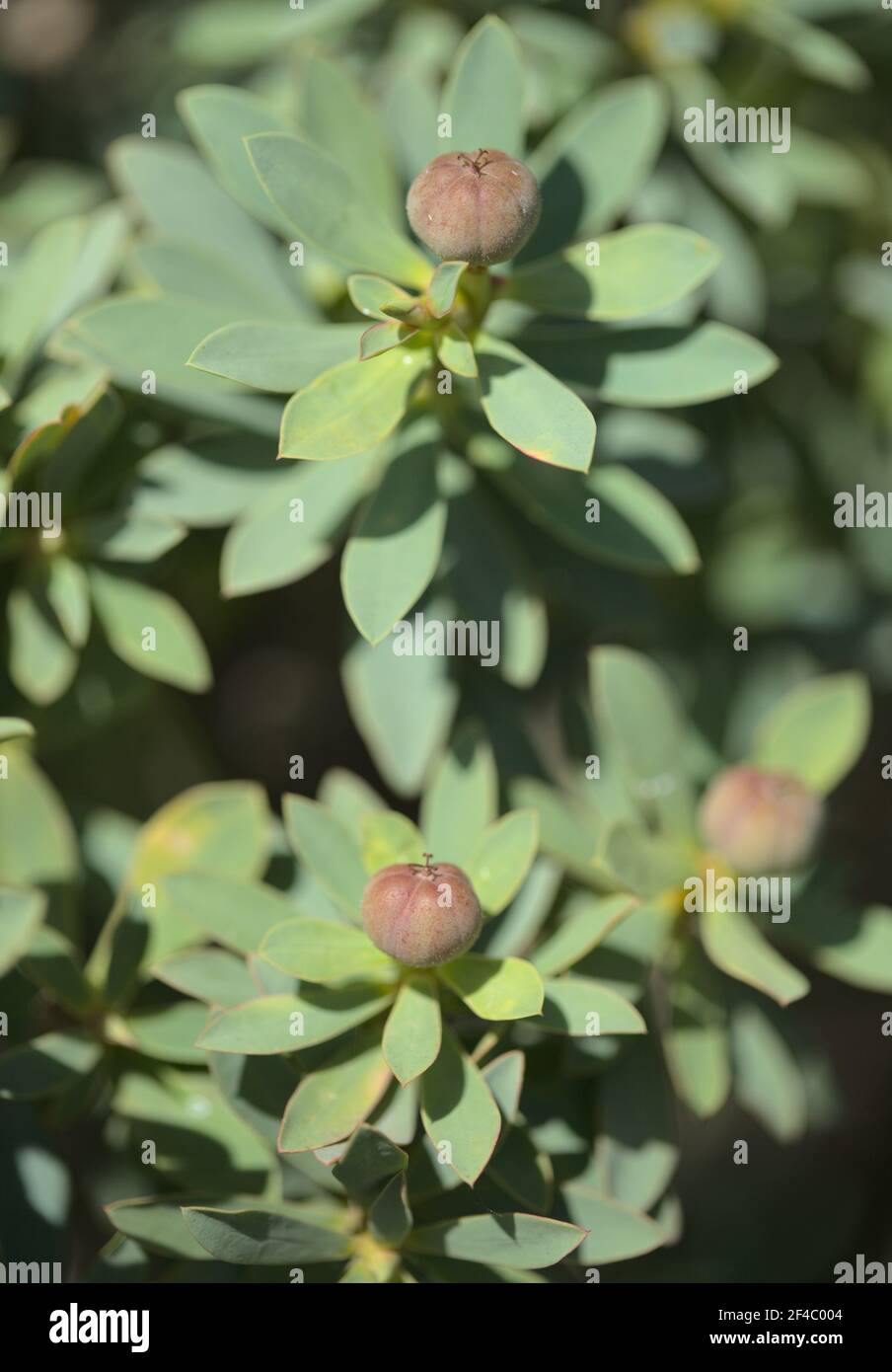 Flora of Gran Canaria - Euphorbia balsamifera, balsam spurge, native to ...