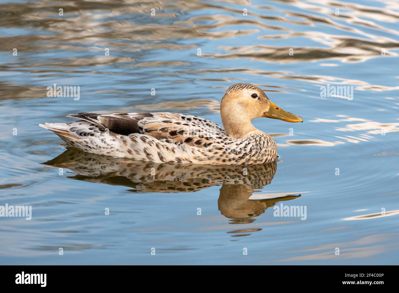 Leucistic mallard duck with lighter pigmentation. Leucism is a common ...