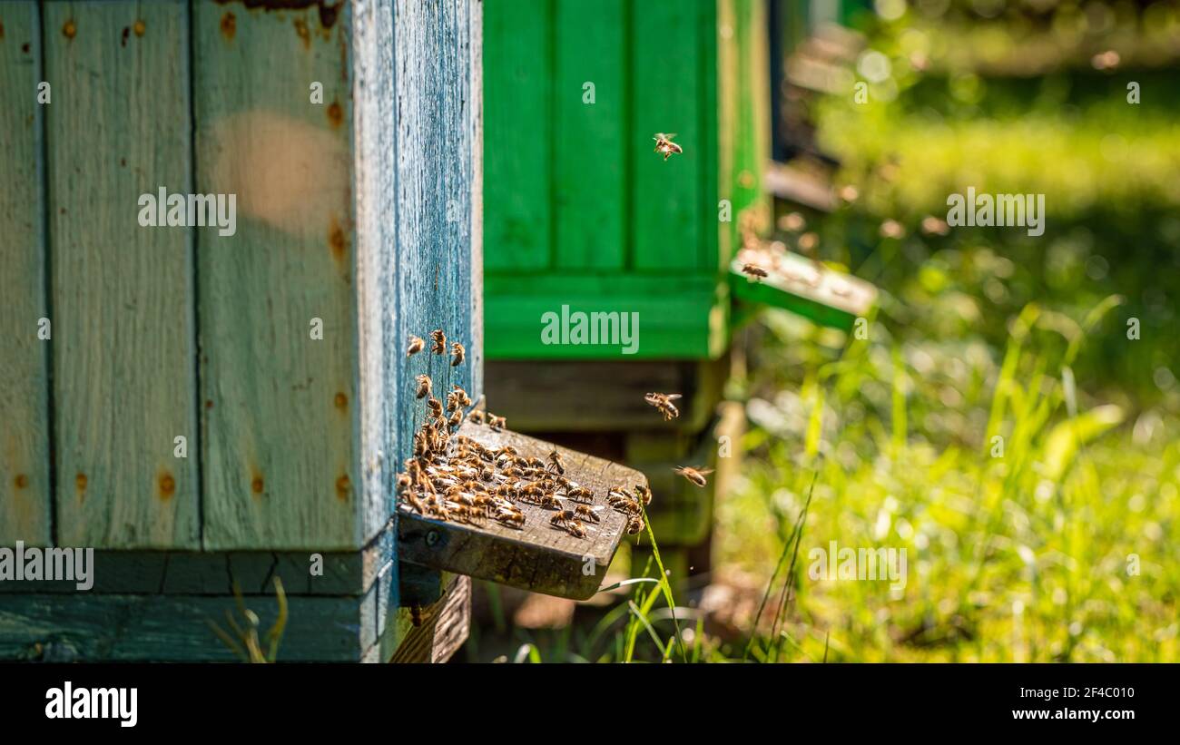 Colorful beehives in countryside. Ecological and natural beekeeping ...