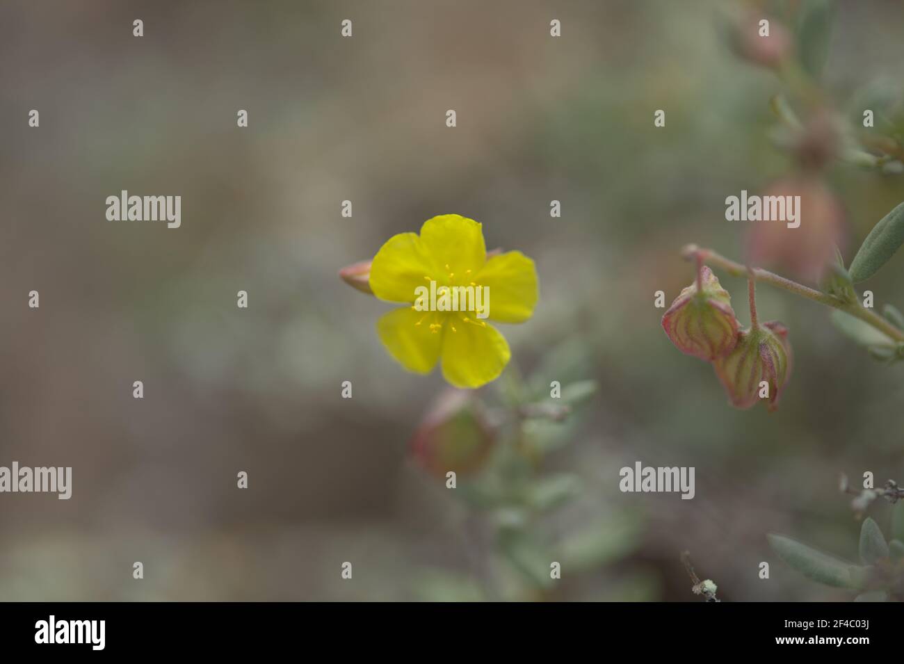 Flora of Gran Canaria - Helianthemum canariense, Canarian sunrose ...