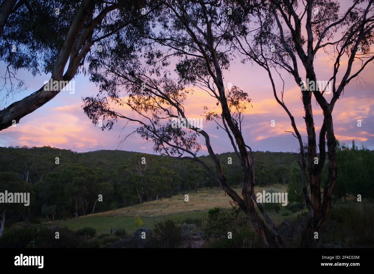 Snow gums silhouetted in a pink sunset Stock Photo - Alamy
