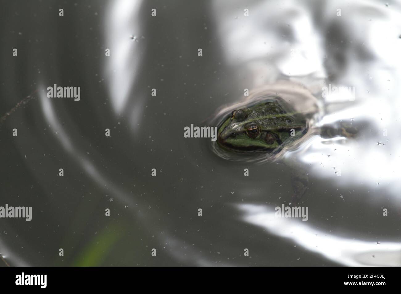 Frog swimming in lake Stock Photo - Alamy