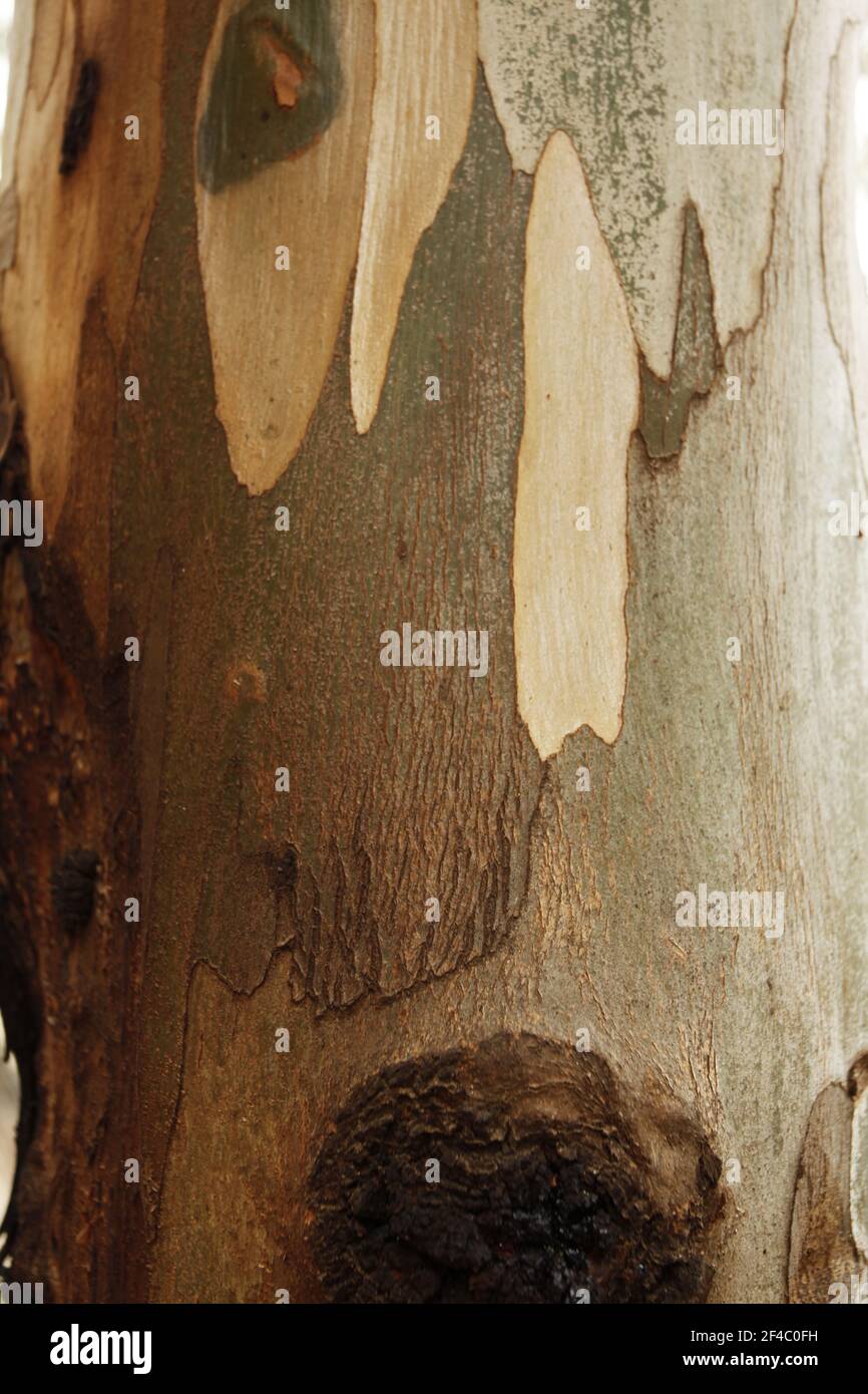 texture of an tree trunk with vertical bark patterns. Background Stock ...