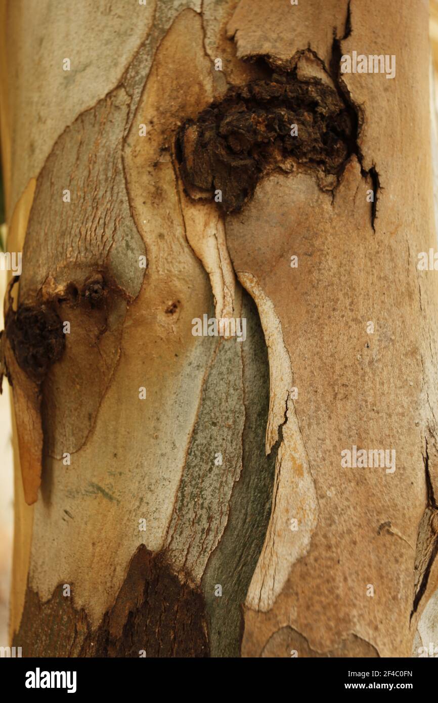 texture of an tree trunk with vertical bark patterns. Background Stock ...