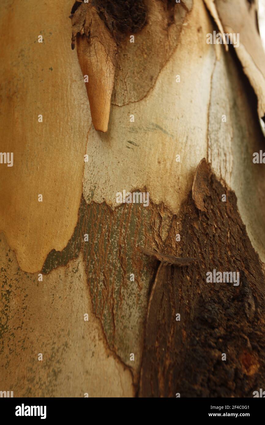 texture of an tree trunk with vertical bark patterns. Background Stock ...