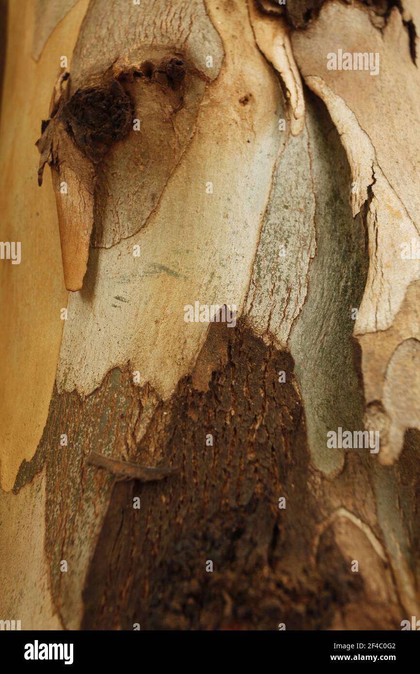 texture of an tree trunk with vertical bark patterns. Background Stock ...