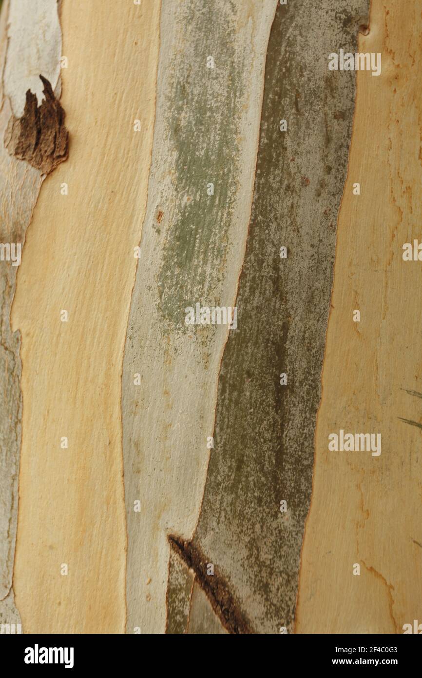 texture of an tree trunk with vertical bark patterns. Background Stock ...