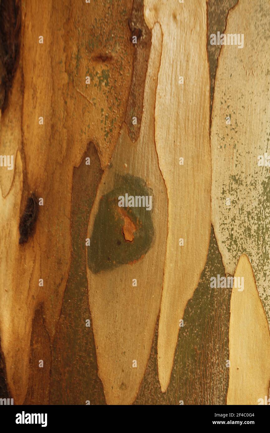 texture of an tree trunk with vertical bark patterns. Background Stock ...