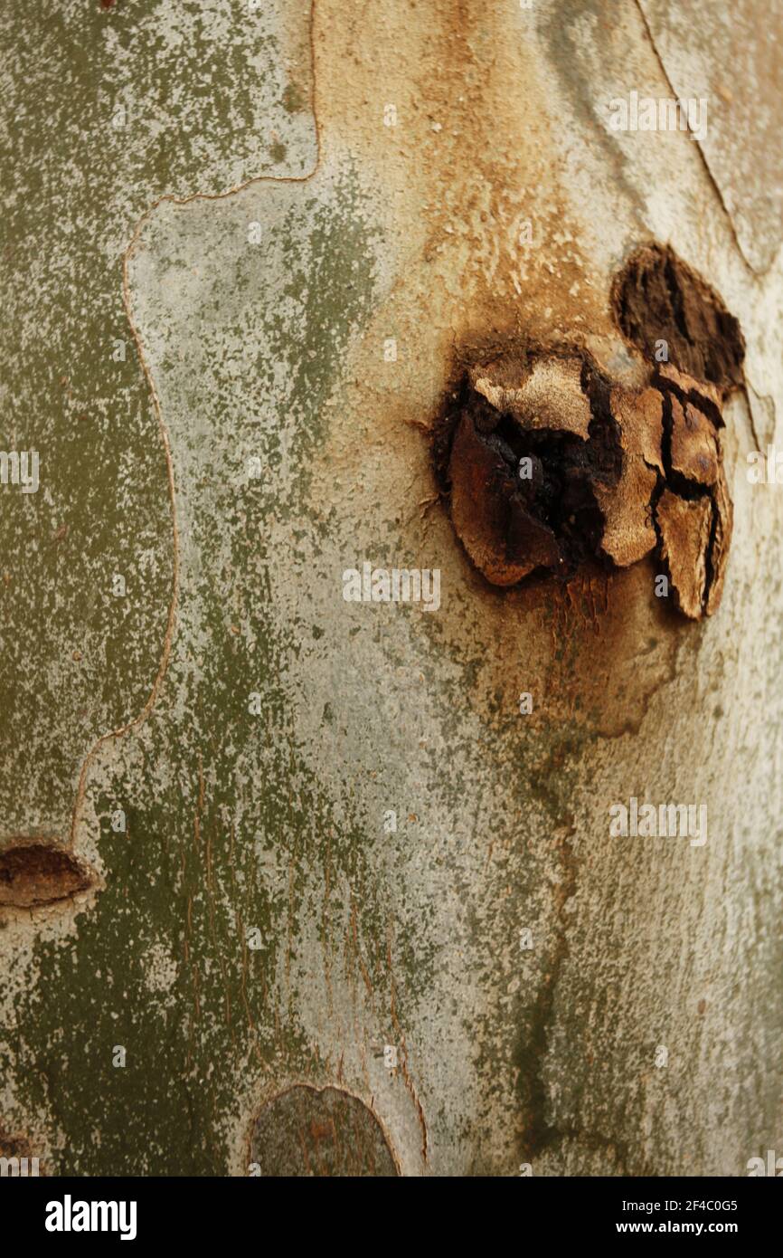 texture of an tree trunk with vertical bark patterns. Background Stock ...