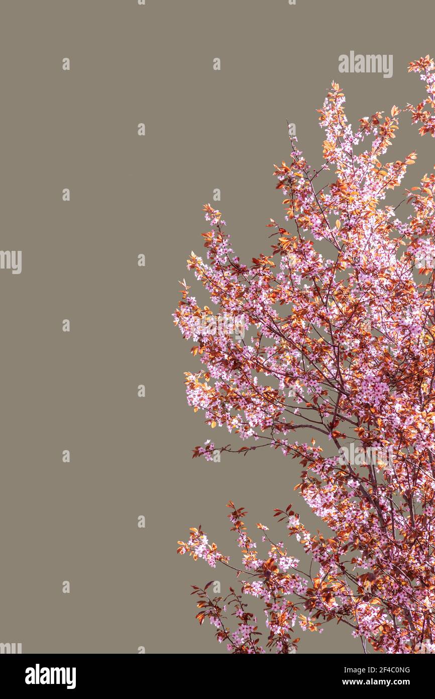 Spring sakura tree in blossom on gray background (minimalist vertical ...