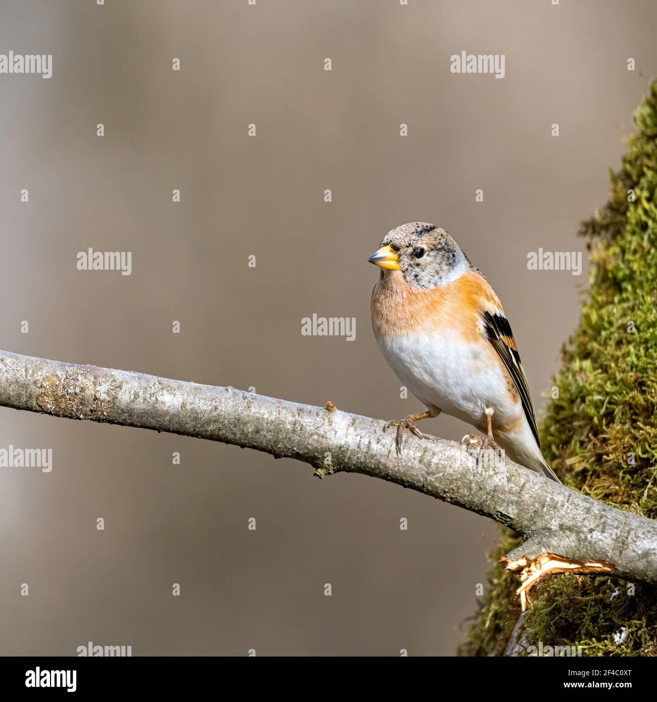 bird, natur, ast, wild lebende tiere, stieglitz, tier, baum, finch ...