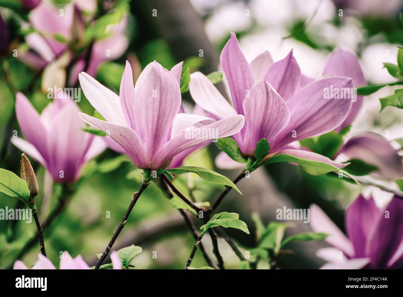 Magnolia spring flowers Stock Photo - Alamy