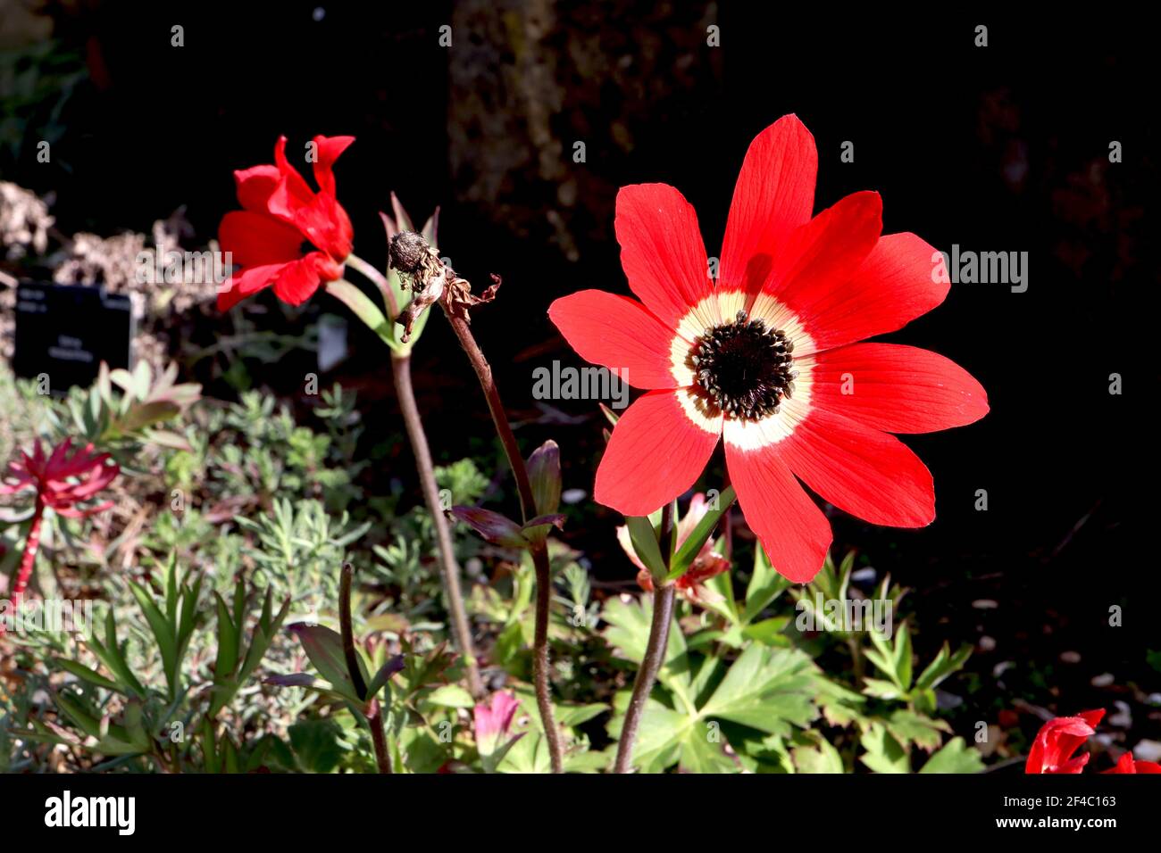 Anemone pavonina Peacock windflower – red anemone with cream yellow ...