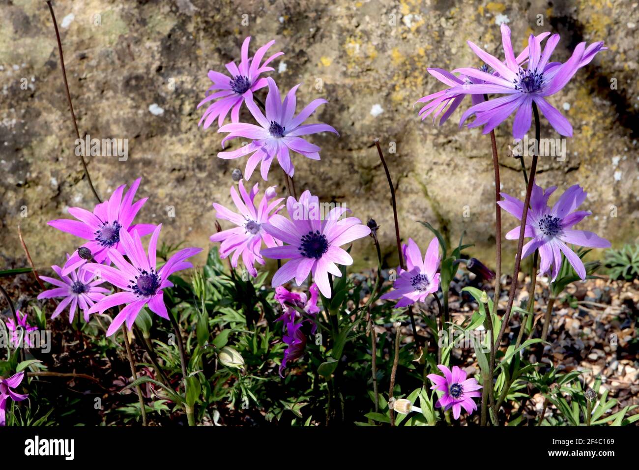 Anemone hortensis Broad-leaved anemone – lavender flowers with palmate ...