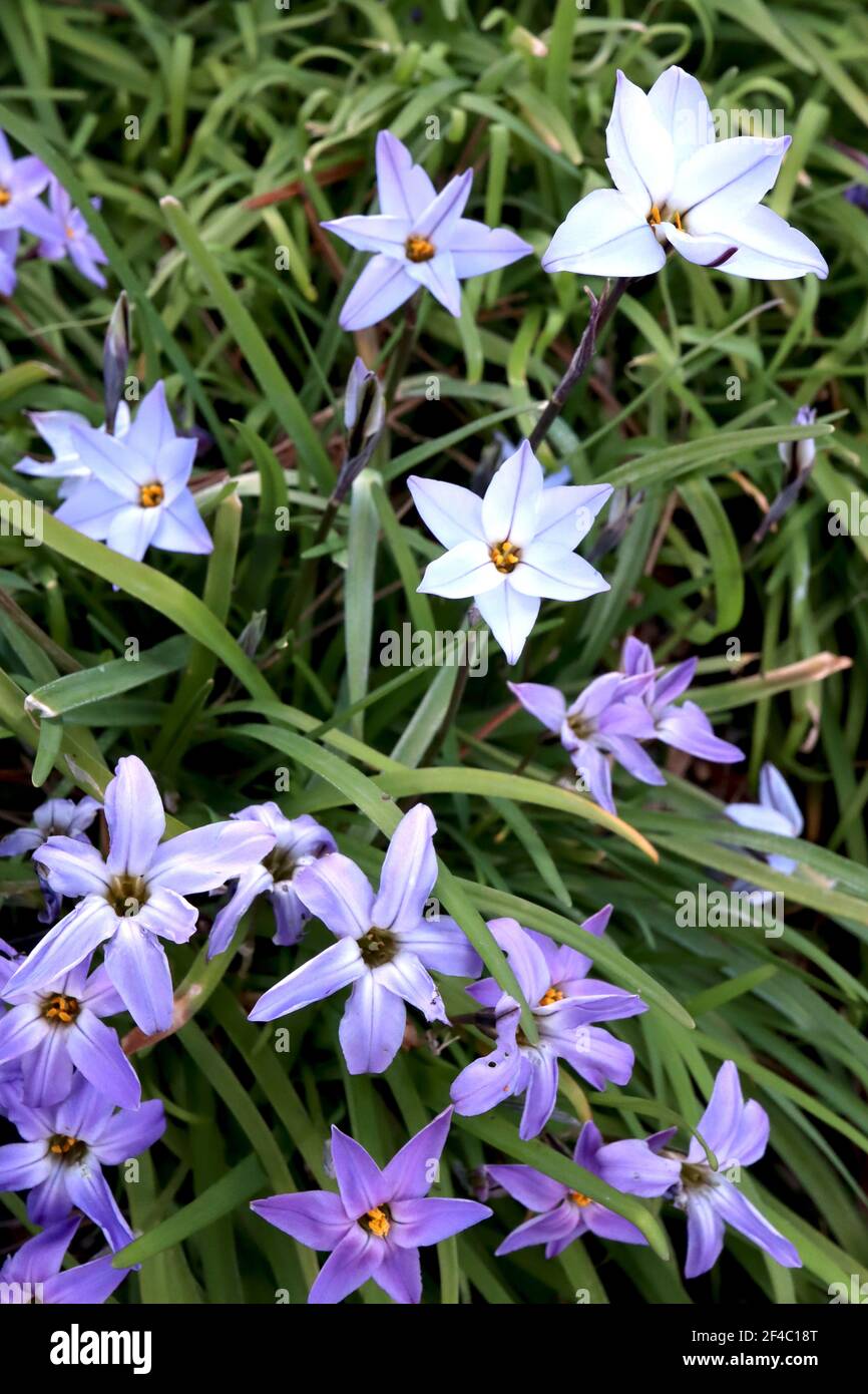 Springstar wisley blue hi-res stock photography and images - Alamy