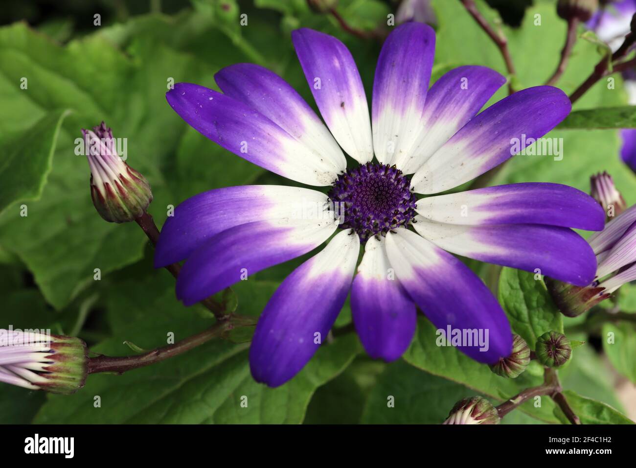Pericallis x hybrida Senetti Blue Bicolor - vivid blue flowers with a ...