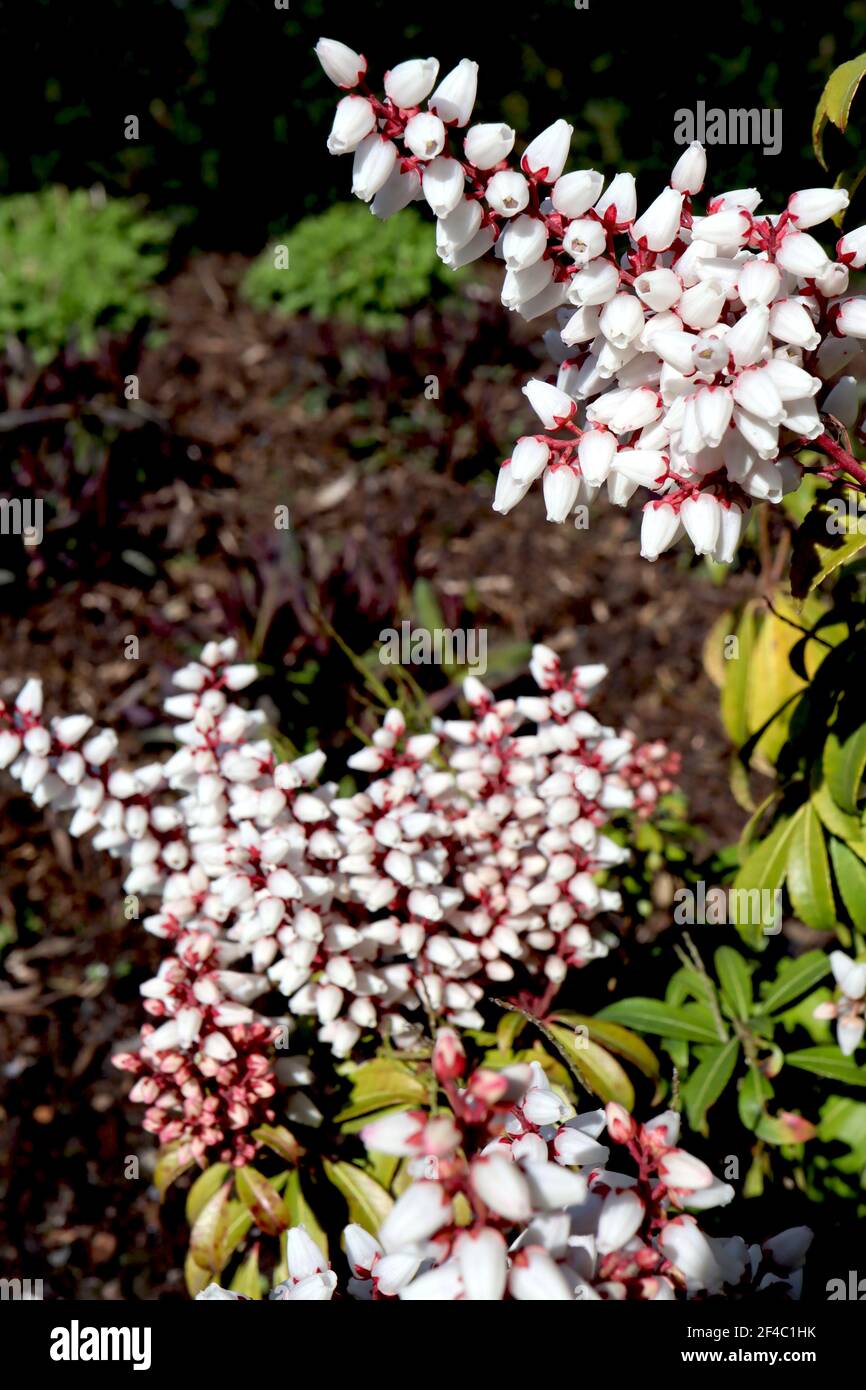Japanese pieris bonfire hi-res stock photography and images - Alamy