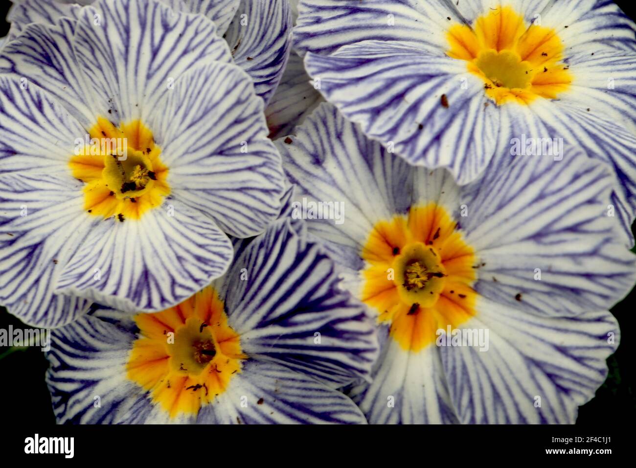 Primrose polyanthus zebra blue hi-res stock photography and images - Alamy